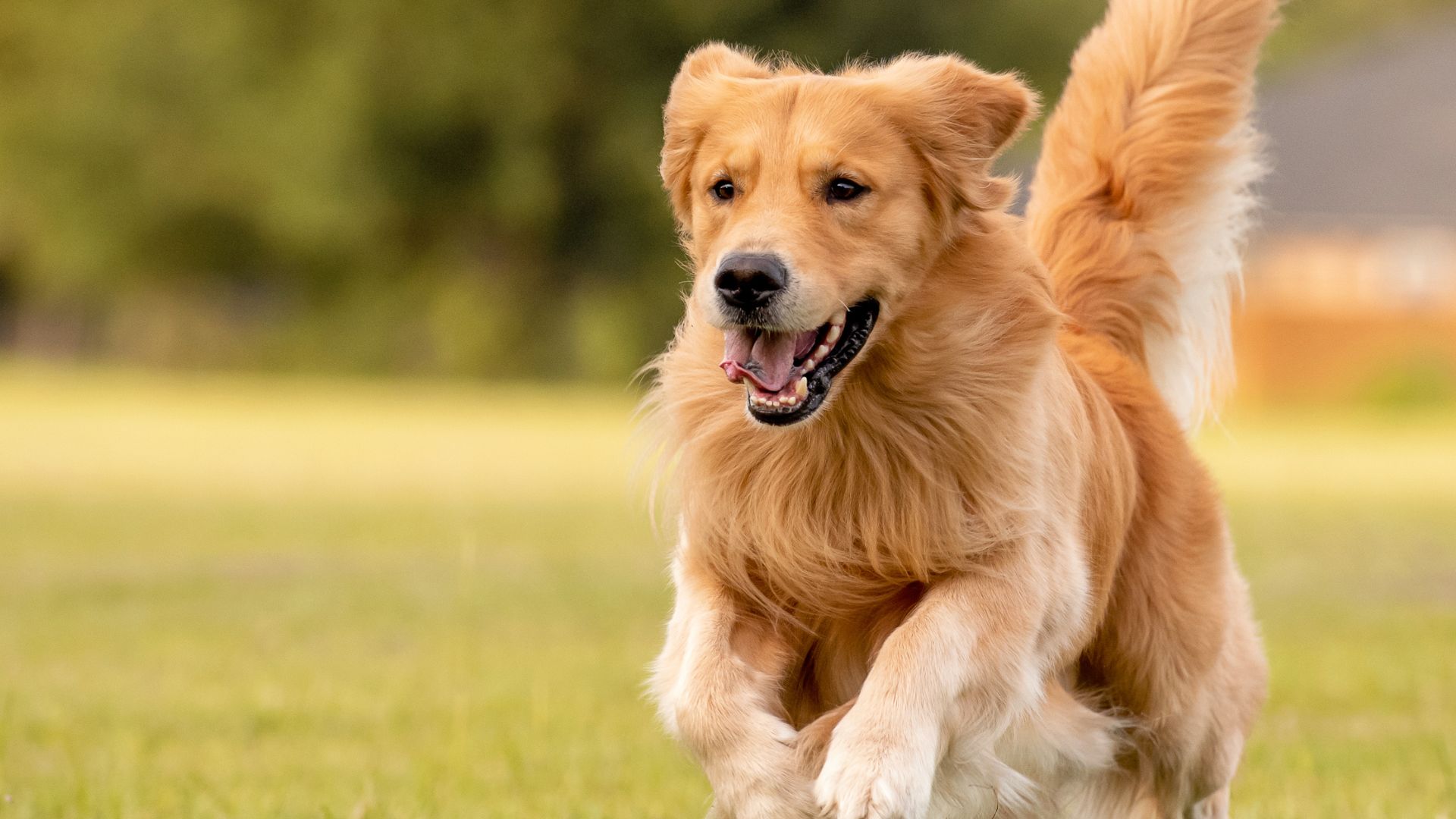 AKC Canine Health Foundation | Finally, a New Frontier in the Fight ...