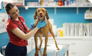 Home | AKC Canine Health Foundation