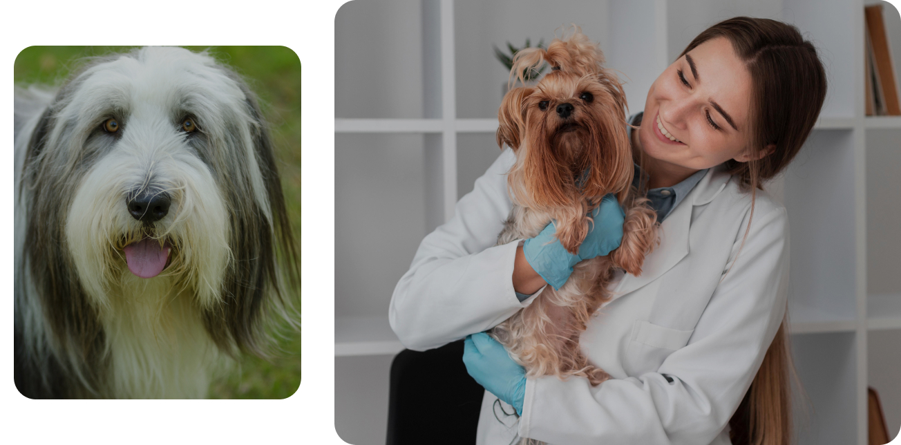 Scientific Discovery | AKC Canine Health Foundation