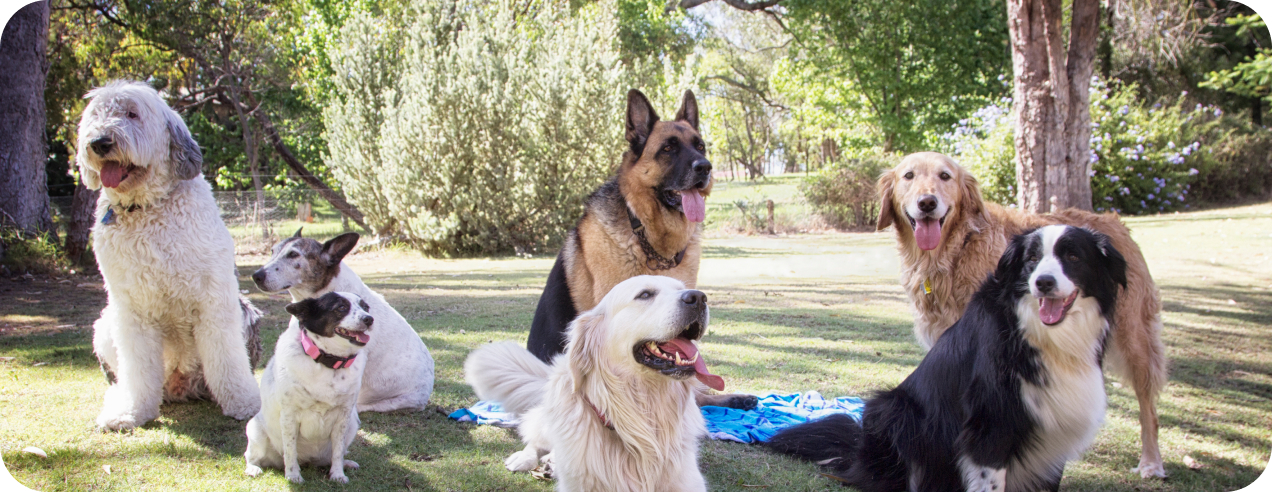 Events | AKC Canine Health Foundation