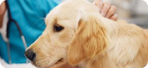 About Us | AKC Canine Health Foundation