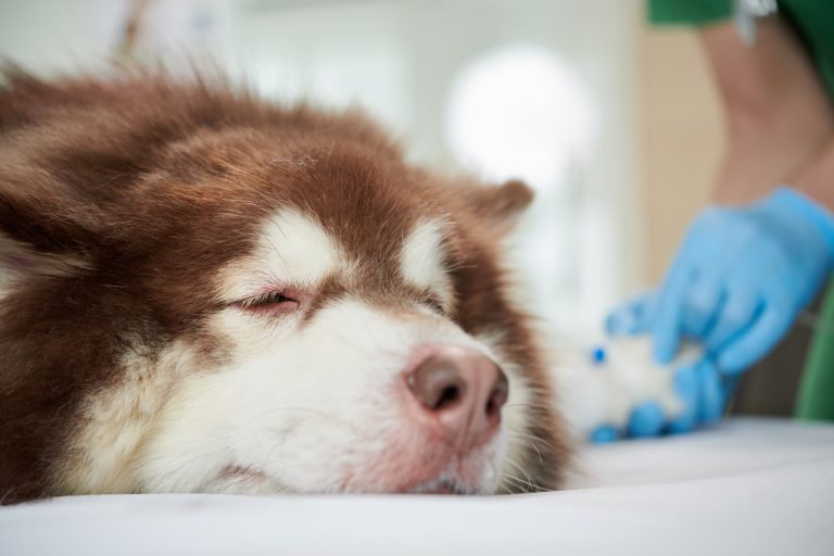 Spread of a Recently Evolved Strain of Parvovirus in US Dogs | AKC ...