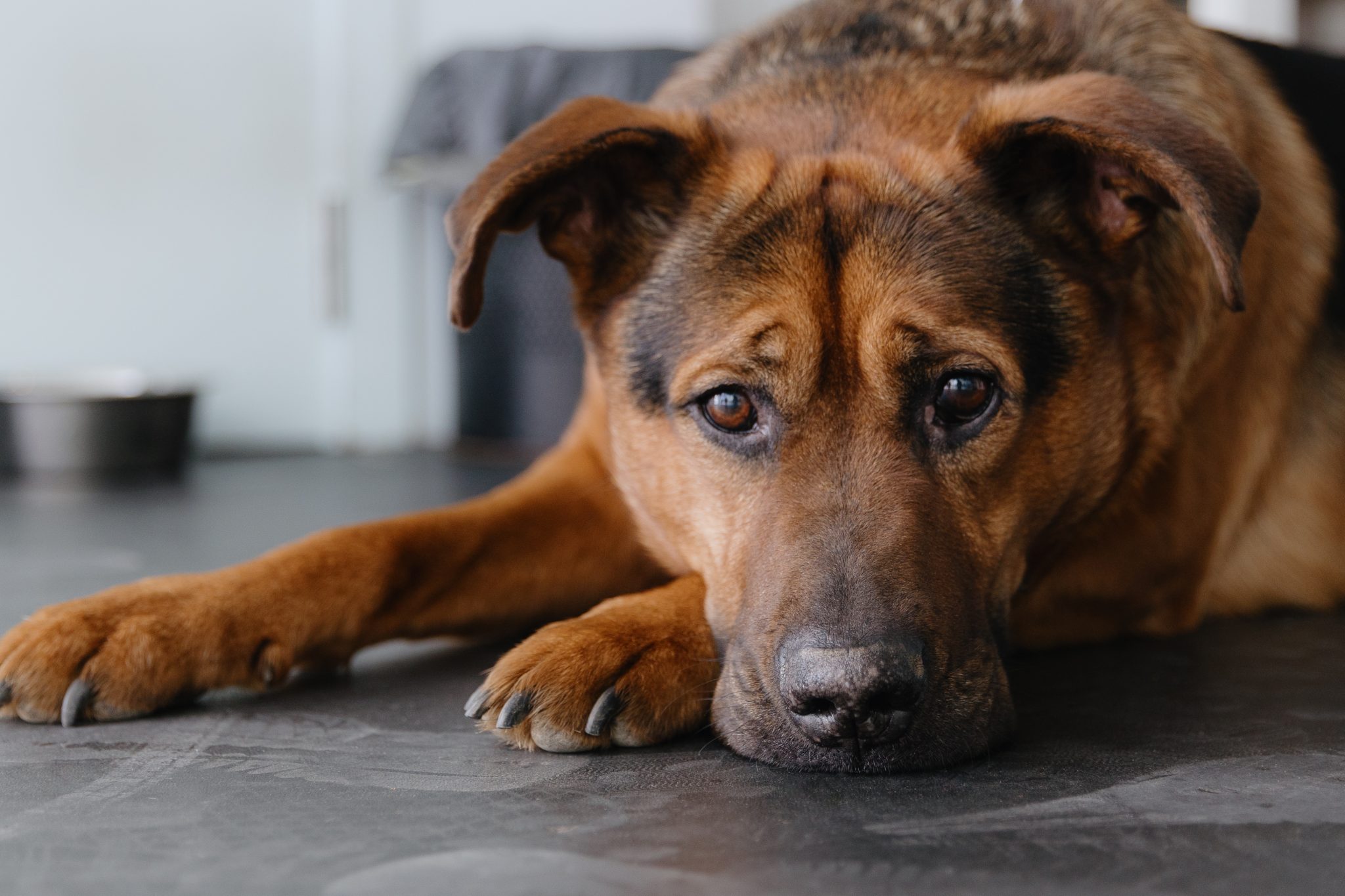 AKC Canine Health Foundation | Gallbladder Mucocele Formation is ...
