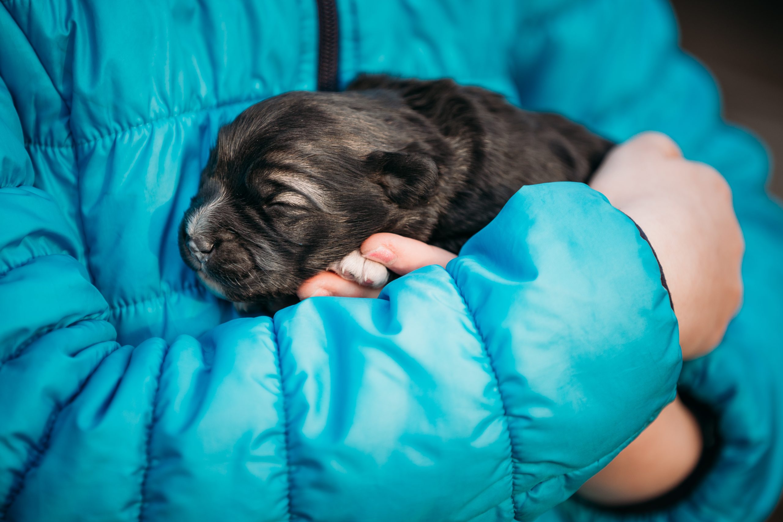 How Do Dogs Get Parvo? Signs, Symptoms and Treatments for Canine ...