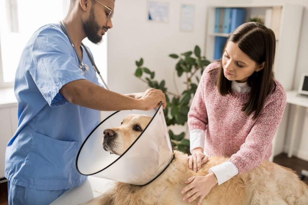 AKC Canine Health Foundation | What is the Best Age to Spay/Neuter Your ...